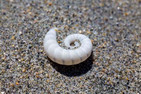 Signals In Angular Overview And Current State Of By Simon Sharp Medium