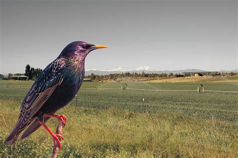Smart Laser Bird Repellent A Breakthrough In Agricultural Pest Control