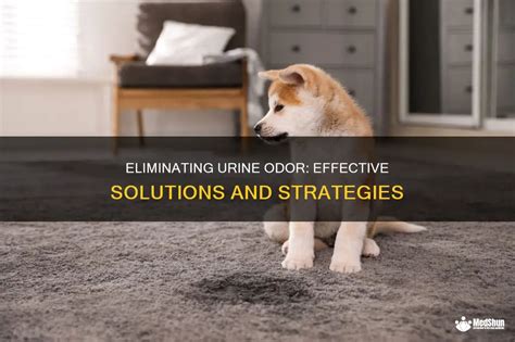 Eliminating Urine Odor Effective Solutions And Strategies Medshun
