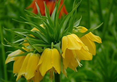 Как выглядит рябчик цветок весной фото