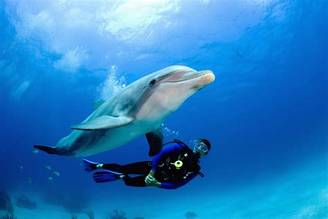 Freddie The Dolphin Hooked My Arm With His Penis The Wild Dolphin Sex Scandal Iheart Au