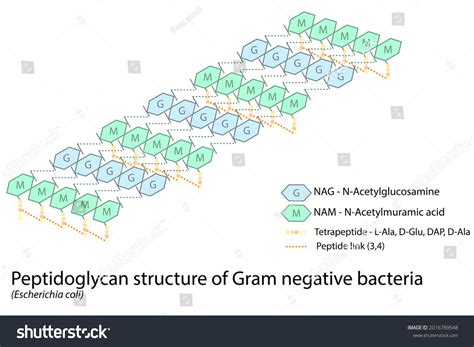 Structure Gram Negative Bacterial Cell Wall เวกเตอร์สต็อก ปลอดค่า