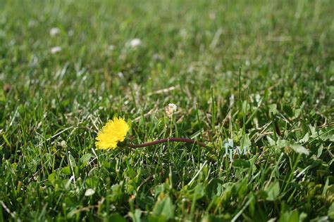 Advantagesdisadvantages Genetically Modified Crops