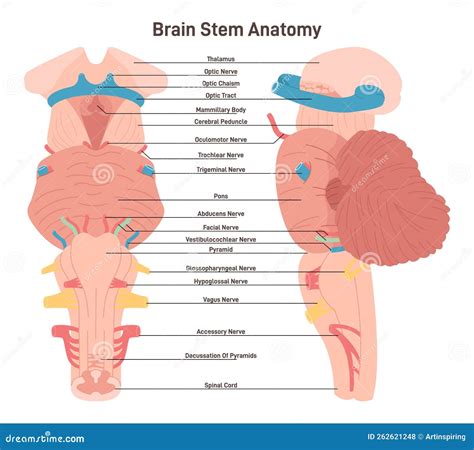 Brain Stem Anatomical Structure Biological Sections Of Posterior Stock Illustration