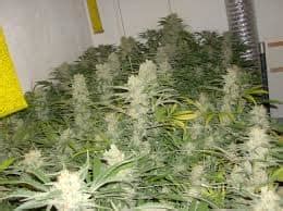 Semillas De Marihuana Baratas FlorProhibida