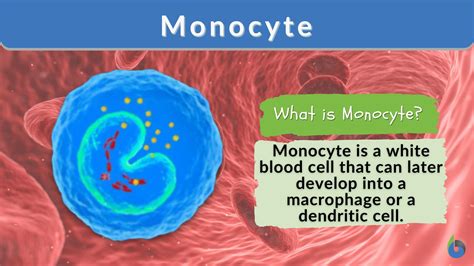 Monocyte Histology