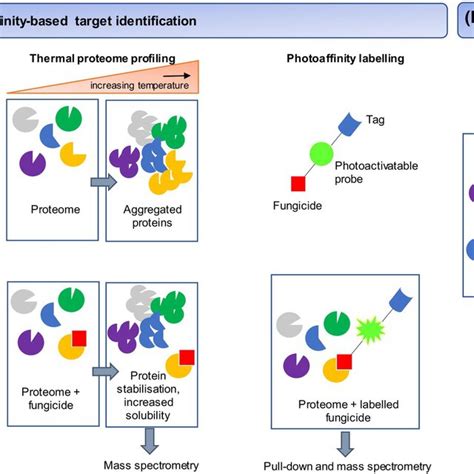 Examples Of Methods Used For Chemoproteomics A The Affinity‐based
