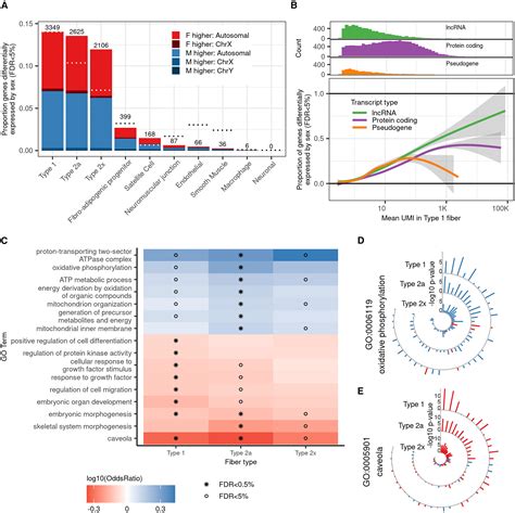 Extensive Differential Gene Expression And Regulation By Sex In Human Skeletal Muscle Cell Genomics