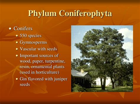 PPT Plant Classification For Horticulture Success PowerPoint Presentation ID 9084711