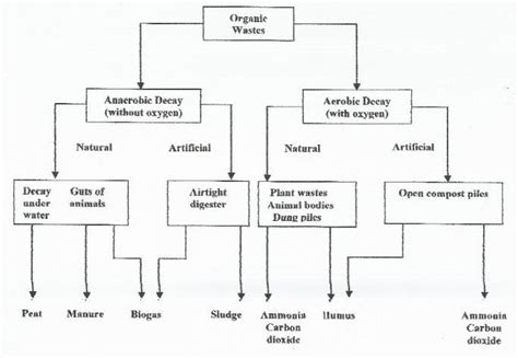 End Products Of Organic Decay Download Scientific Diagram