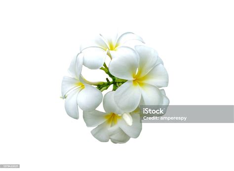 흰색과 노란색 Frangipani 꽃 에 흰색 배경 와 클리핑 경로 노랑에 대한 스톡 사진 및 기타 이미지 노랑 0명 개화기 Istock