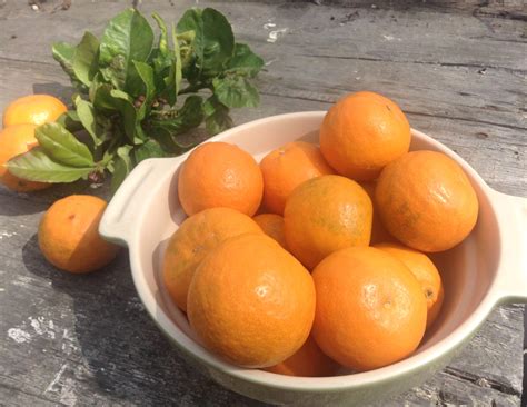Ojai Pixie Tangerines Debs Kitchen