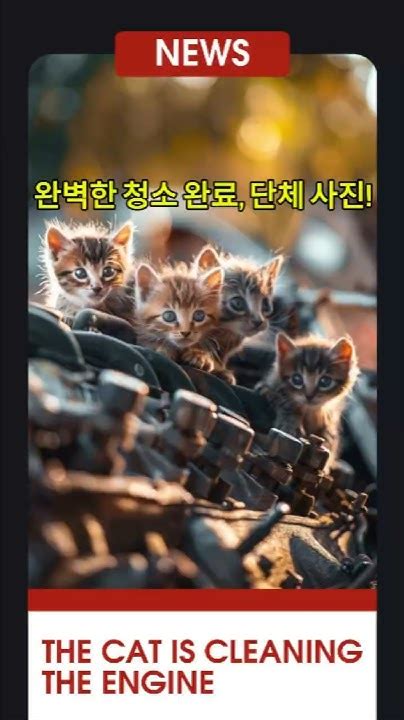 자동차 엔진을 청소하는 고양이들 🧽🐱고양이 귀여운고양이 엔진청소 캣정비사 Youtube