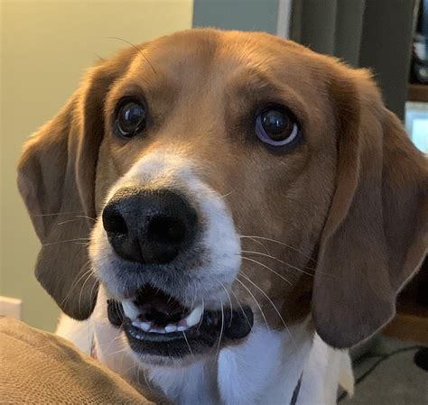 Treeing Walker Coonhound