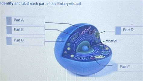 solved identify and label each part of this eukaryotic cell part a