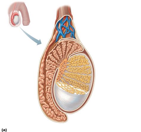 Testis Diagram Quizlet
