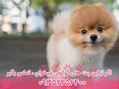 نژاد سگ پامرانین Pomeranian Dog سایت پامرانین