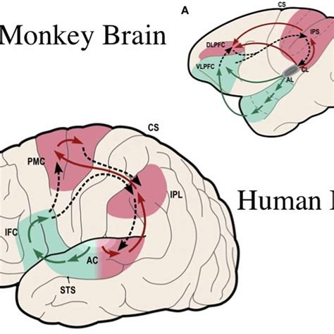 Ventral And Dorsal Streams For The Processing Of Complex Sounds In Download Scientific