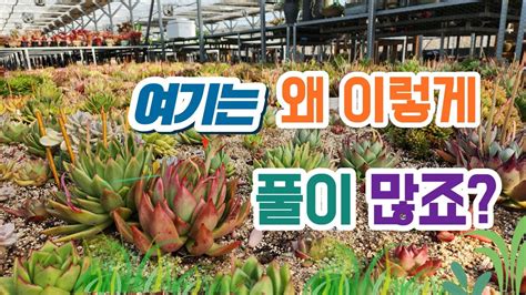 3️⃣월2️⃣2️⃣풀🌿뷰티풀원더풀컬러풀ful🌿이 많은 멋진 창들🌸완전 초창기1세대창🌸명품창 공부잘 하고 왔어요 명품창 1세대창 희귀창 Youtube