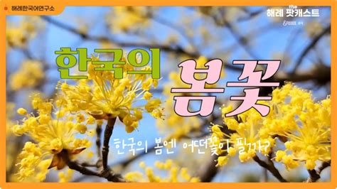 해례 한국어 팟캐스트 ㅣ 4월 한국의 봄꽃