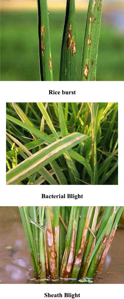 Survey On Crop Pest Detection Using Deep Learning And Machine Learning