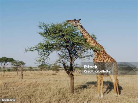 세렝게티 국립공원에서 아카시아 잎을 먹는 기린의 넓은 전경 기린에 대한 스톡 사진 및 기타 이미지 기린 먹이기 목 Istock