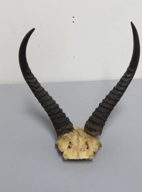 Reedbuck Taxidermy Horns For Sale X 149rb Mounts For Sale