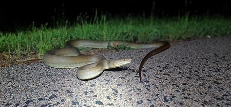 Liasis Olivaceus — Vikipediya