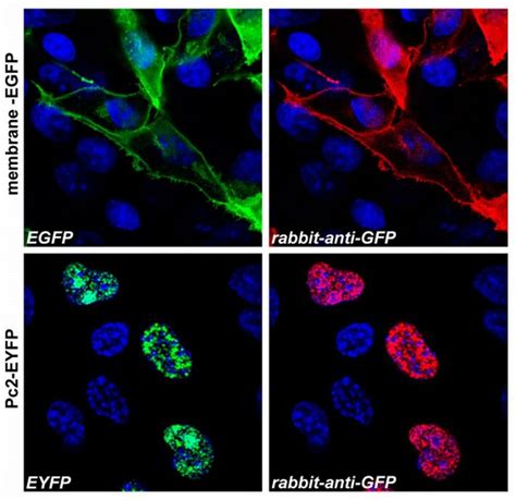 Anti Gfp 抗体 Arg62993 Arigobio