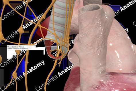 Deep Cardiac Plexus Complete Anatomy