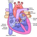 Filediagram Of The Human Heart Croppedsvg Wikipedia
