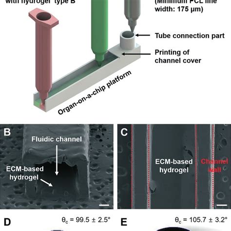 A Schematic Illustration Of The 3d Bioprinting Technology For The Download Scientific Diagram