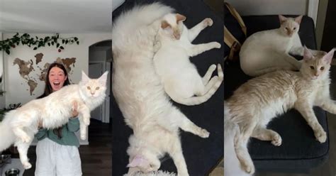 La Historia Detrás Del Gato Gigante Que Es Sensación En Tiktok Infobae