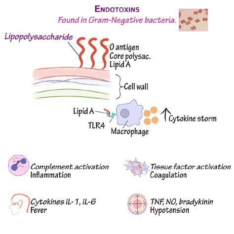 Bacterial Cell Endotoxins