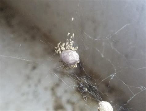 Brown Recluse Spider Eggs