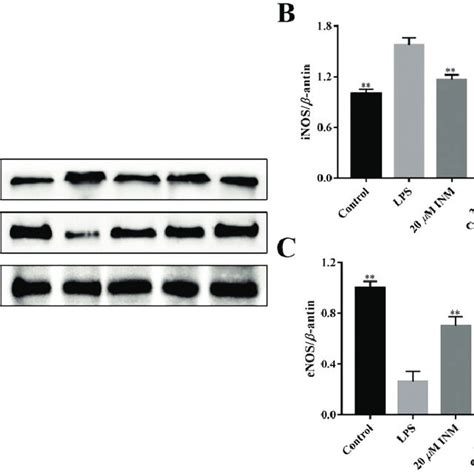 Effect Of Compound 2 On Inhibiting Activation Of The Jak2 Stat3
