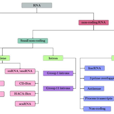 hierarchical representation of rna classes download scientific diagram