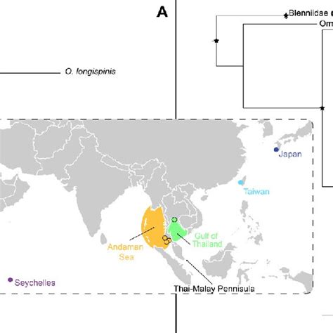 Phylogenies Resulting From Bayesian Phylogenetic Analyses Of A Download Scientific Diagram