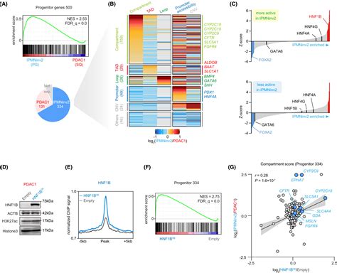 Hnf1b‐driven Three‐dimensional Chromatin Structure For Molecular Classification In Pancreatic