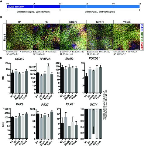 Robust Neural Crest Induction In Fully Defined Conditions A Schematic Download Scientific