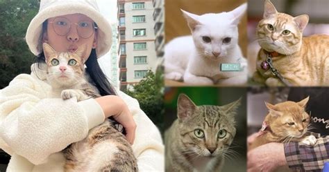 他和她的喵店長｜呈現人貓暖心互動 炎明熹聲音導航 籲愛惜小動物 1706 20230709 Showbiz 明報 Our