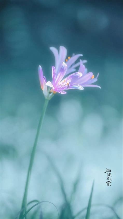 Ghim C A Abby Tr N P H O T O G R A P H Y Thi N Nhi N Hoa