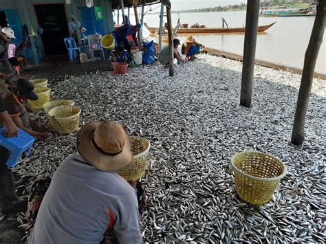 ប្រជានេសាទកំពុងមមាញឹកប្រមូលផលជលផល នៅរដូវនេសាទត្រីជាលើកទី២ សុីសុីថាមស៍