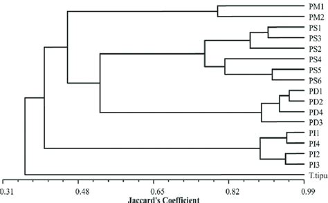Dendrogram Showing Genetic Relationship Among Different Species And Download Scientific Diagram
