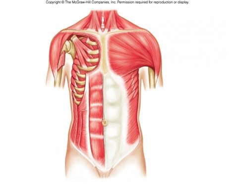 Abdominal Muscleschest Musclesrib Cage Muscles Quiz
