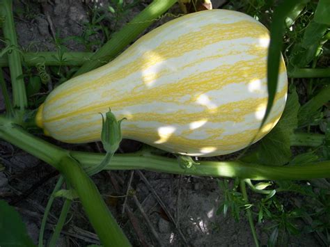 Gourd Squash Identification At Alexandra Gabb Blog