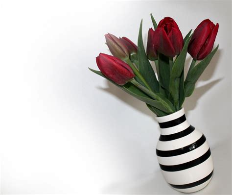 Fotos Gratis Flor Pétalo Tulipán Florero Primavera Rojo Flores