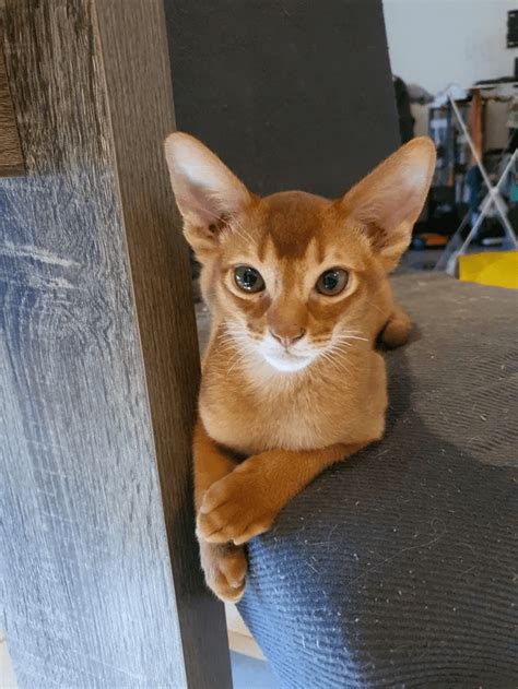 20 Photos Of Adorable Pets To Give You Your Weekly Dose Of Cute Animals