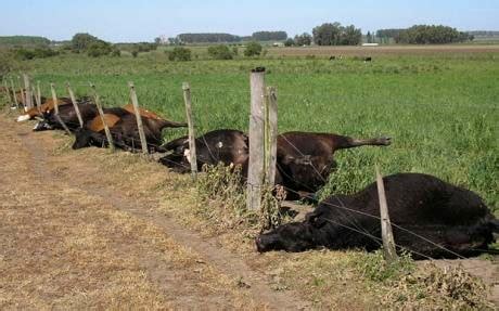Fifty-two cows are killed after lightning hits a wire fence