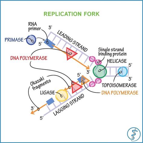 For Details Including The Differences Between Eukaryotes And Prokaryotes